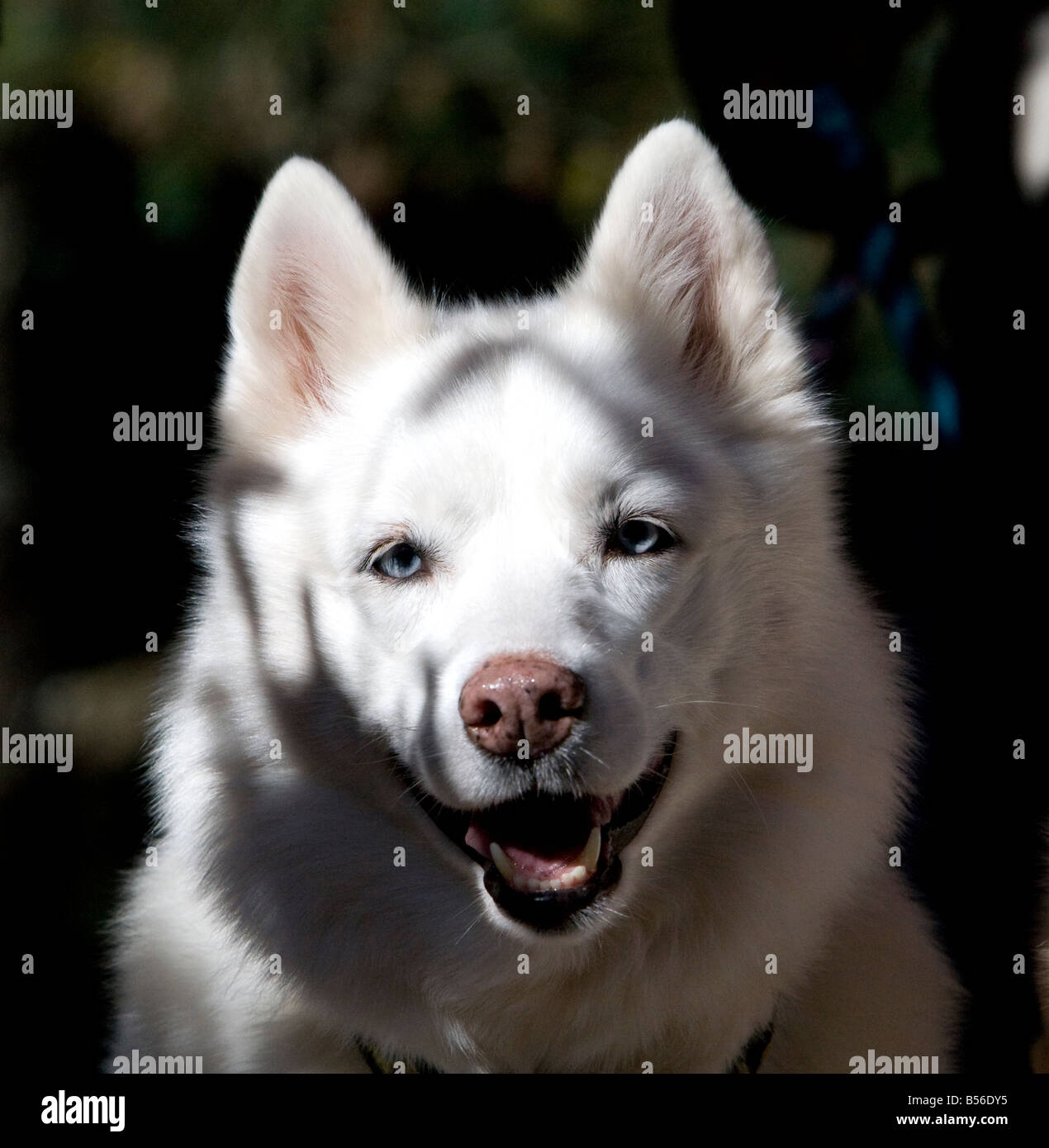 A magnificent white husky huskie shot in a park setting Stock Photo - Alamy