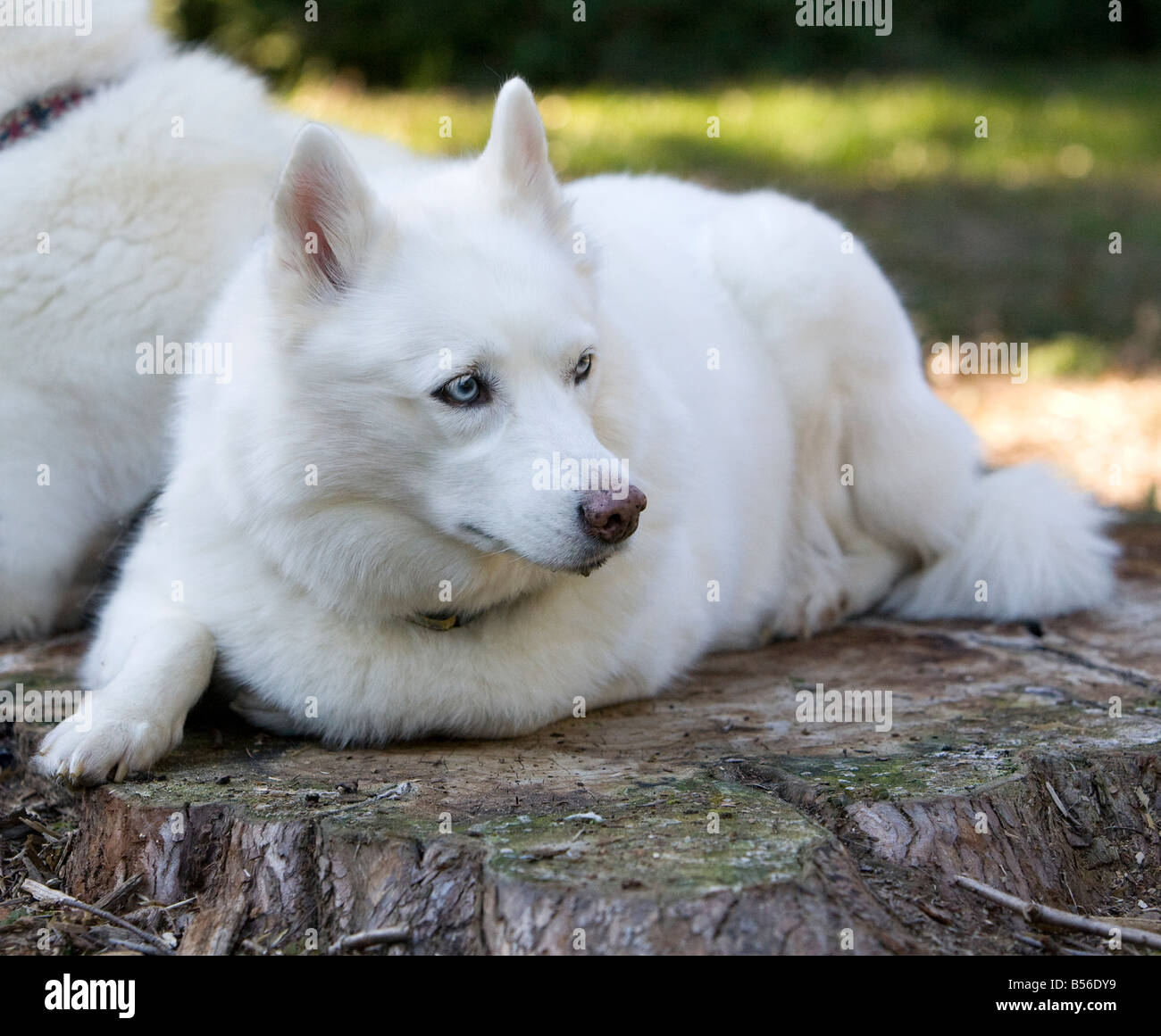Two magnificent white husky huskie shot in a park setting Stock Photo ...