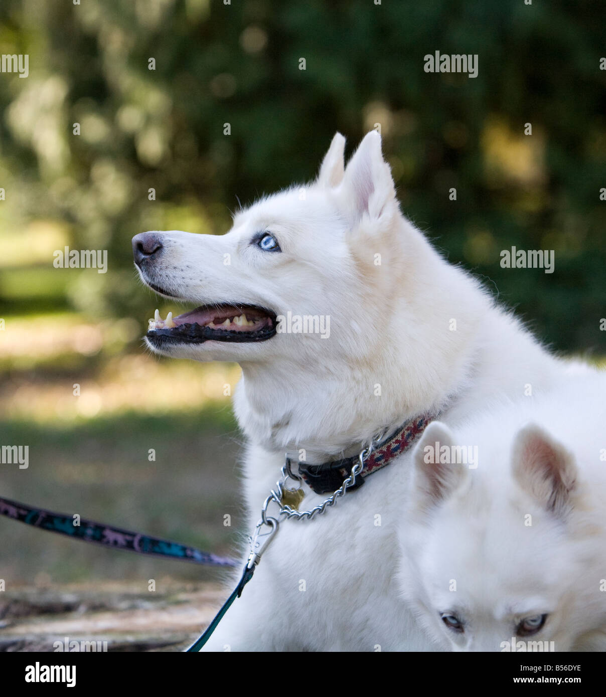 A magnificent white husky huskie shot in a park setting Stock Photo - Alamy