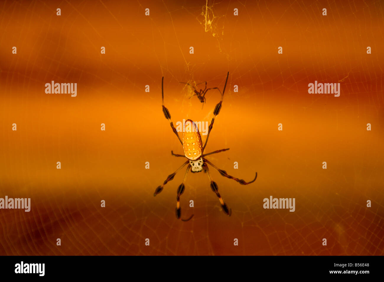 The golden silk orb-weavers (genus Nephila) are a genus of spiders ...