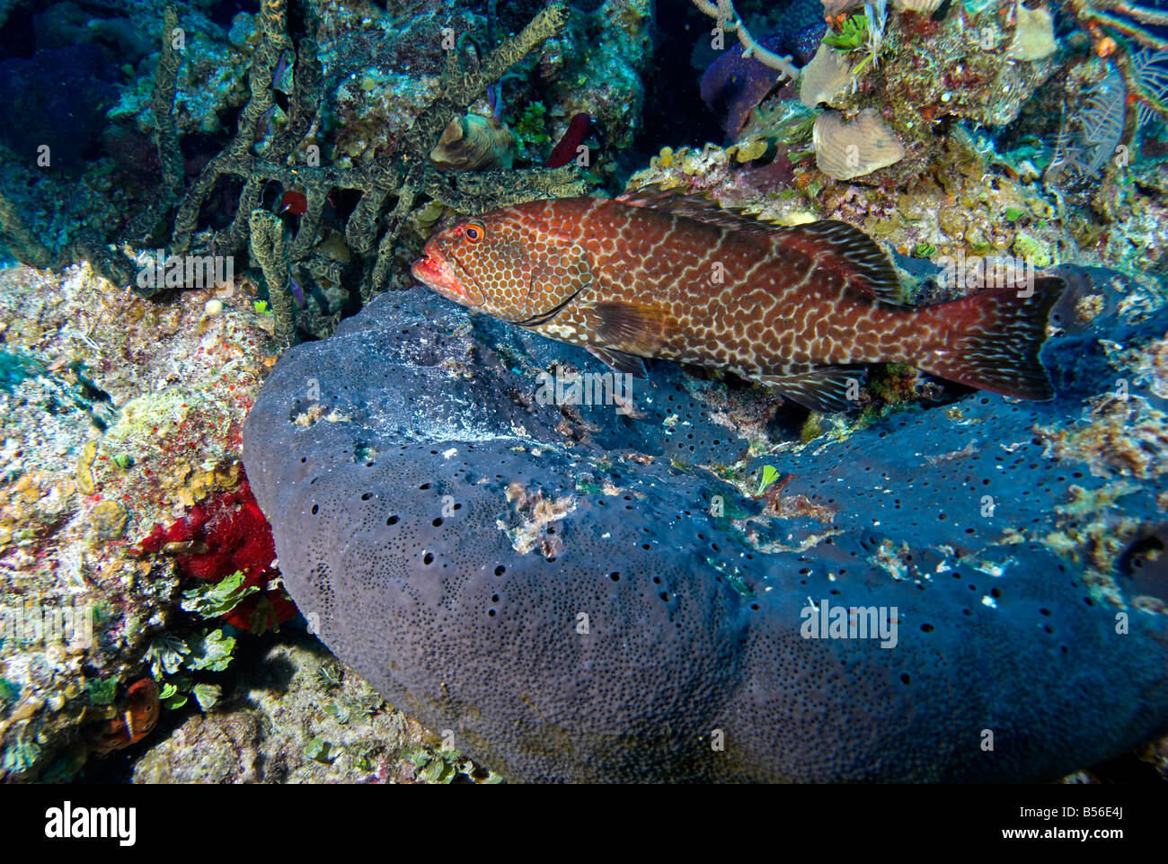 Spotted grouper fish hi-res stock photography and images - Alamy