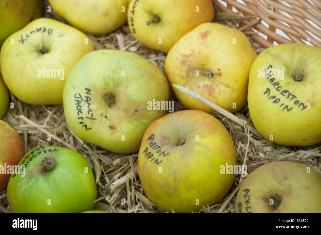 Apples on display names written on them Stock Photo - Alamy