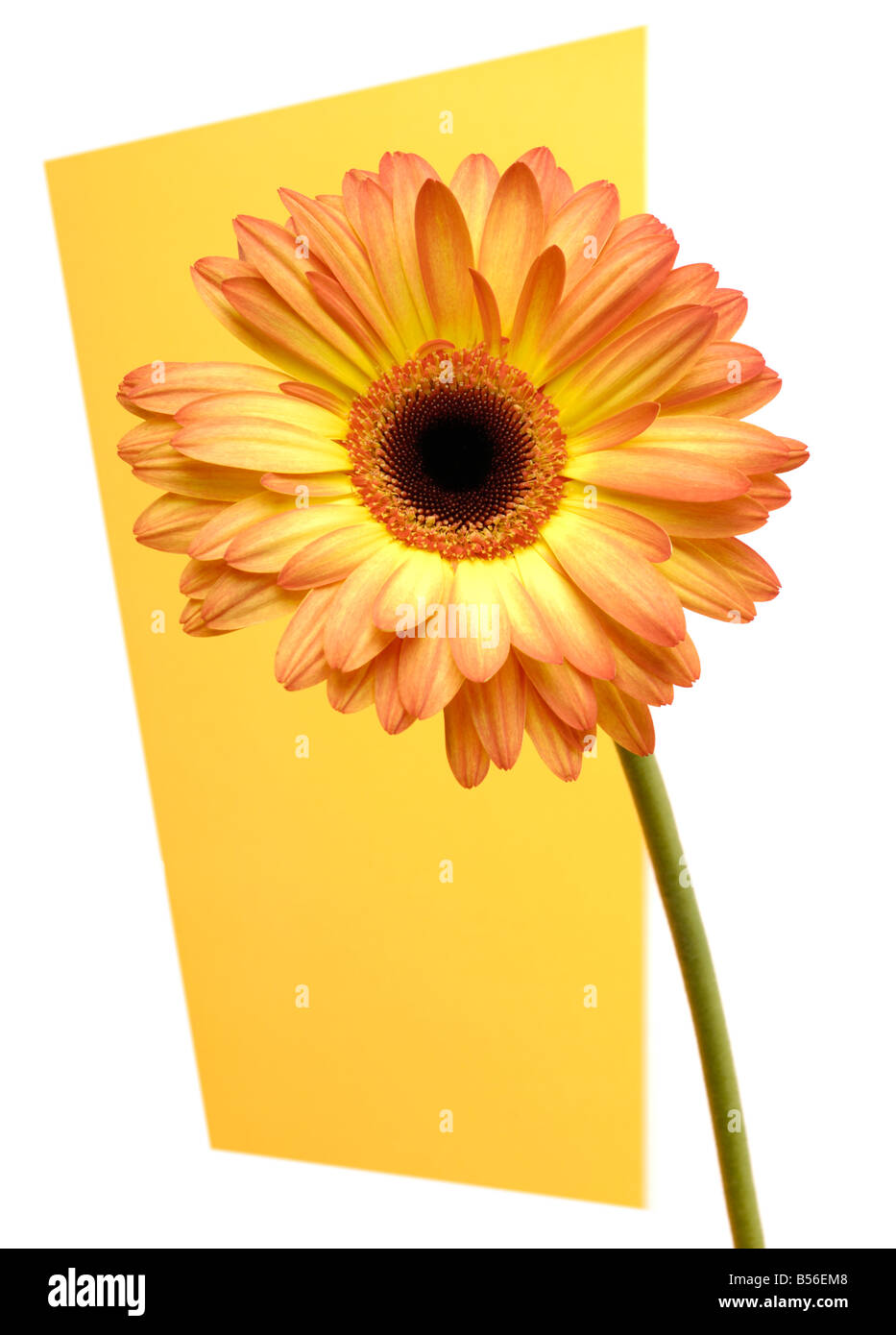 Yellow Gerbera Daisy Stock Photo - Alamy
