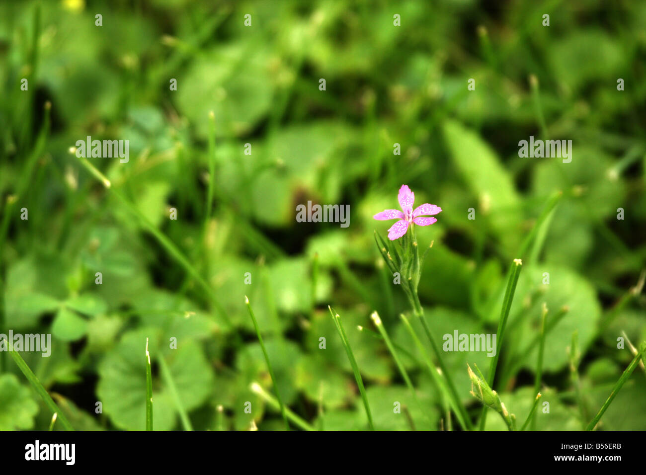 A small delicate flower in the grass growing wild wildflower Stock ...