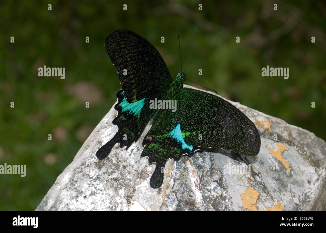 Paris peacock butterfly hi-res stock photography and images - Alamy