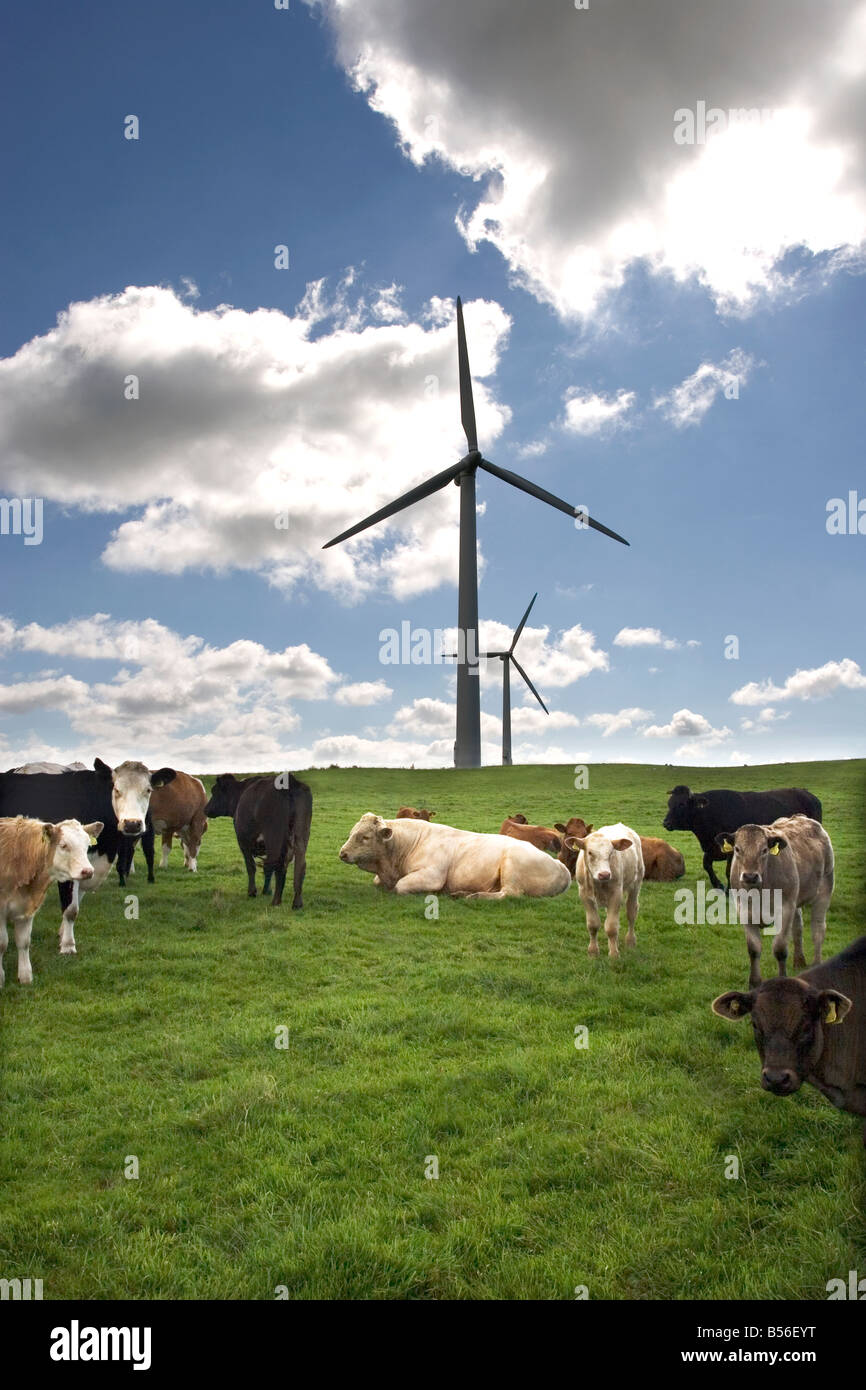 Cattle grazing on Mynydd Gorddu Wind Farm near Talybont Ceredigion ...