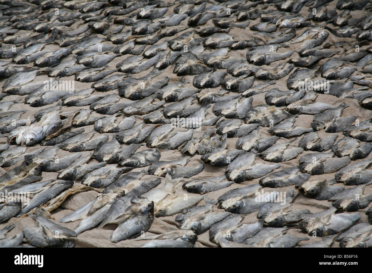 Dried fish, Pucallpa, Peru Stock Photo - Alamy