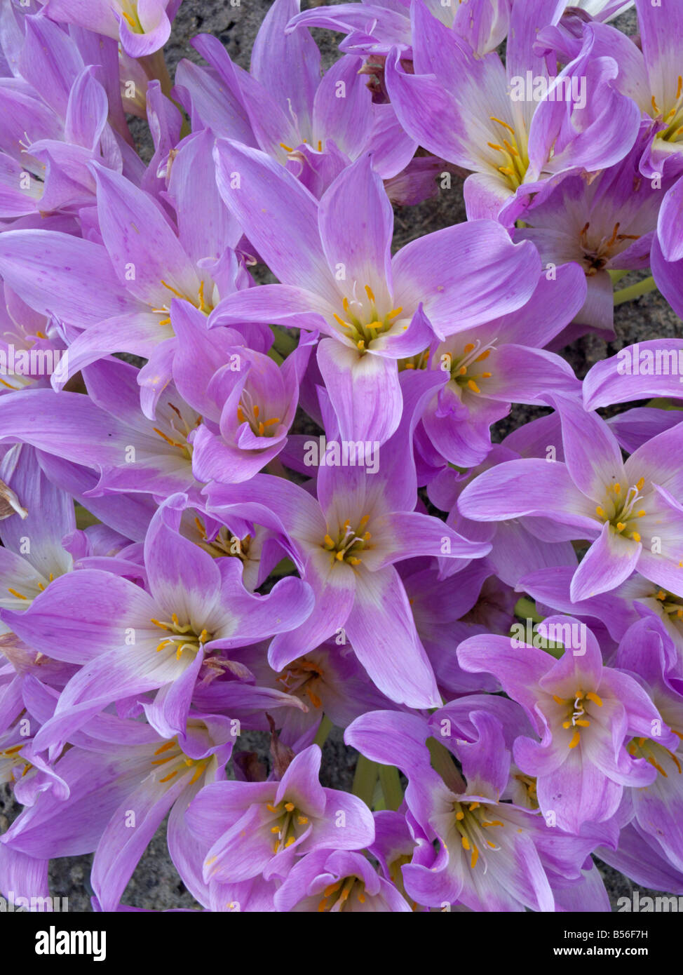 Autumn crocus (Colchicum speciosum Stock Photo - Alamy