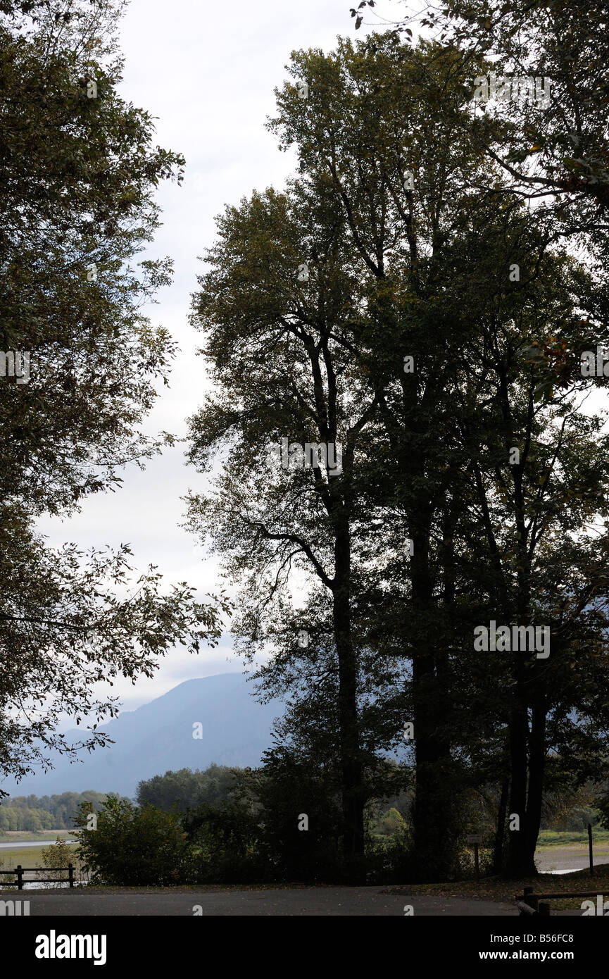 trees with wooded hills in background park setting Stock Photo - Alamy