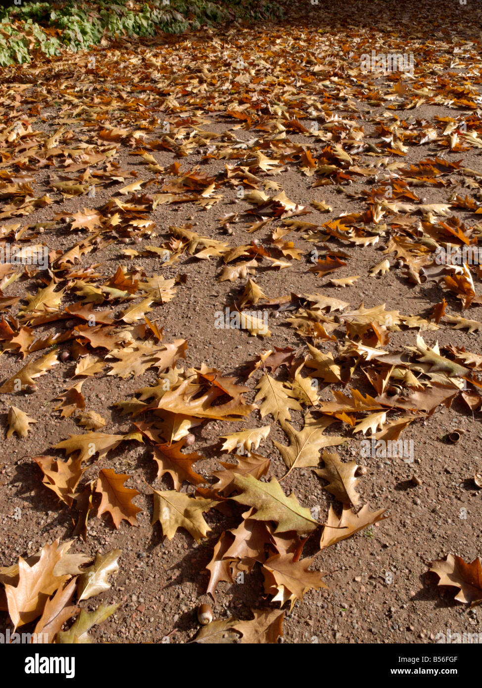 Garden pathway with oak leaves Stock Photo - Alamy