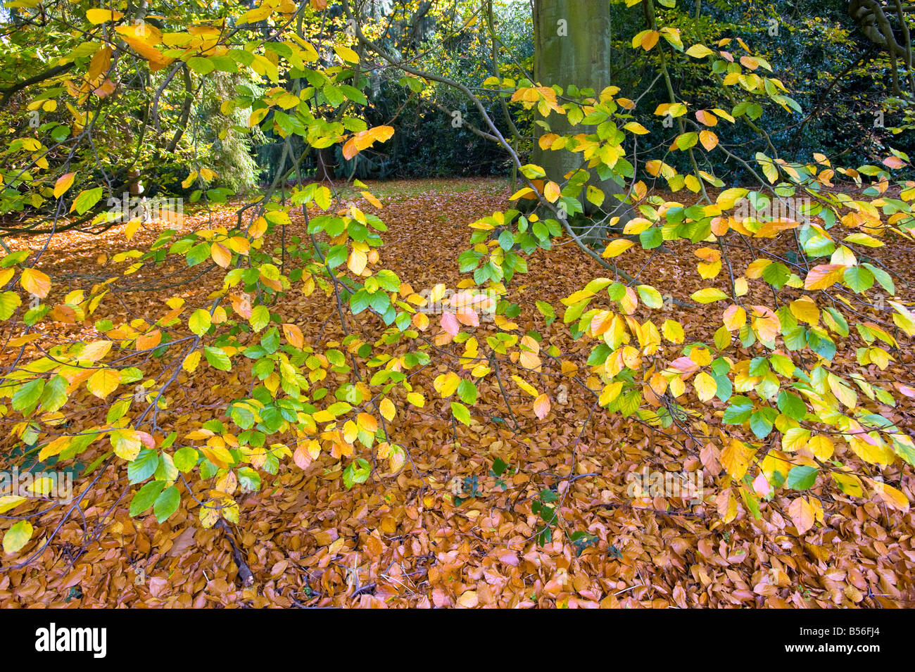 Kew gardens trees hi-res stock photography and images - Alamy