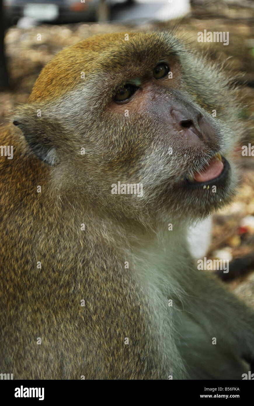 Monkey smile hi-res stock photography and images - Alamy
