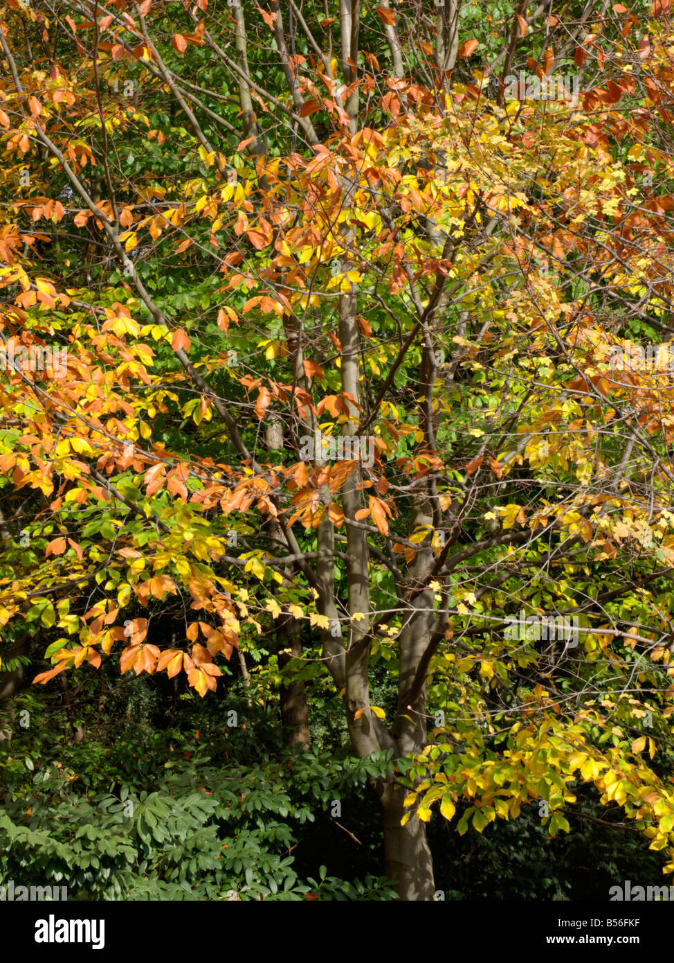 Oriental beech (Fagus orientalis Stock Photo - Alamy