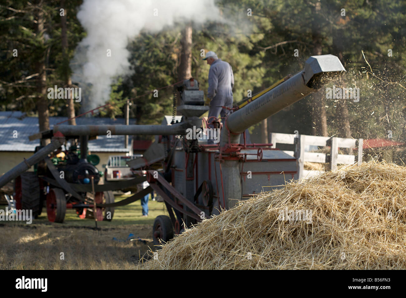 Wheat threshing demonstration during Steam Engine Show at Westwold ...