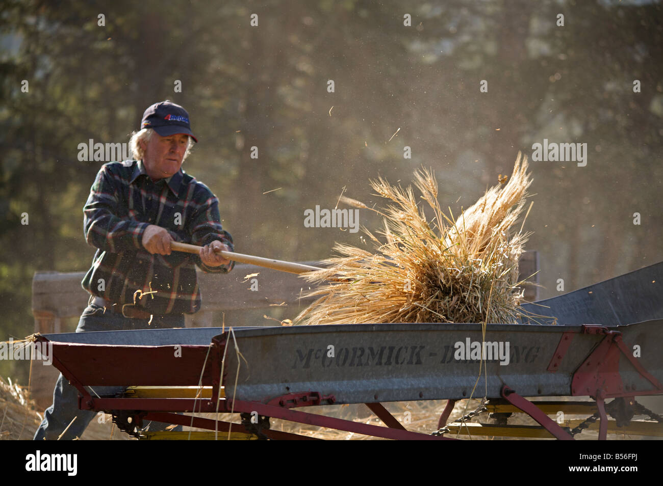 Wheat threshing demonstration during Steam Engine Show at Westwold ...