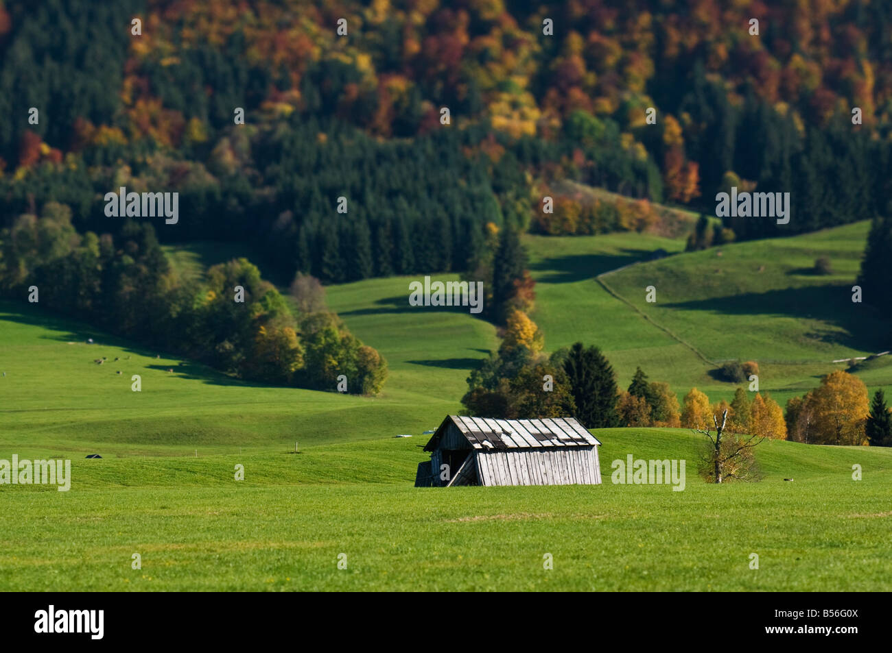 Old wooden barn in farm field with autumn color trees in background ...