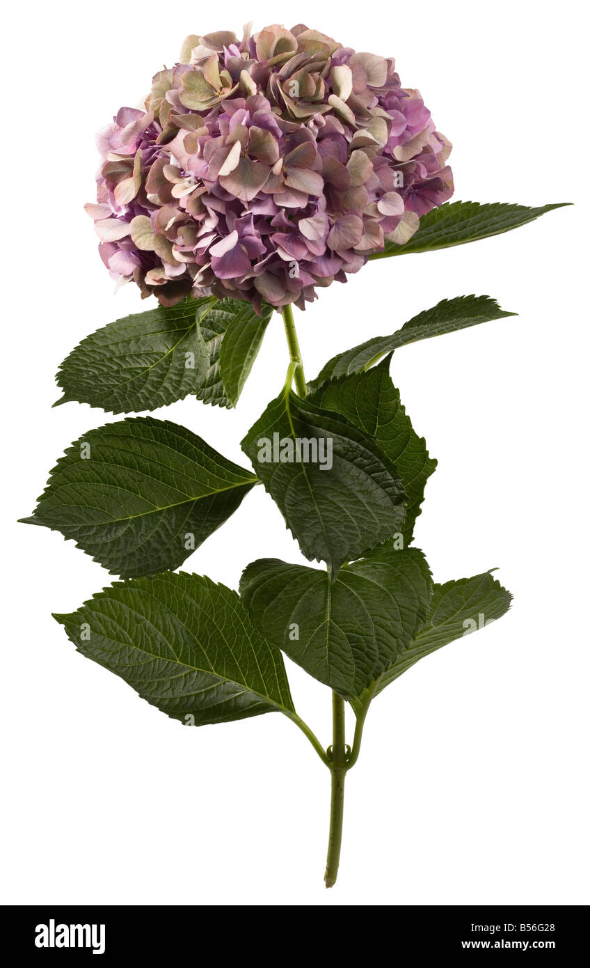 Hydrangea hydrangea flower hydrangea Cut Out Stock Images & Pictures ...