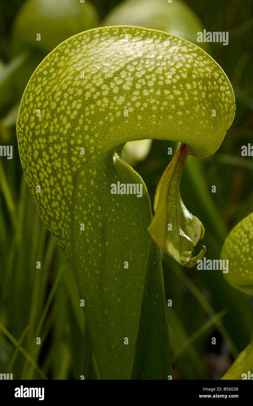 An insectivorous plant Cobra Lily Darlingtonia californica in the ...