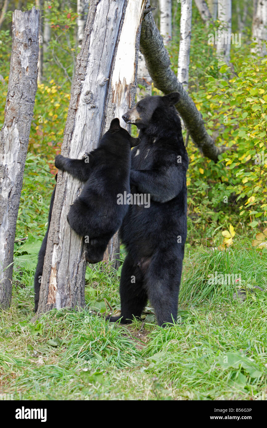 Black Bear Ursus americanus female standing upright on hind legs with ...