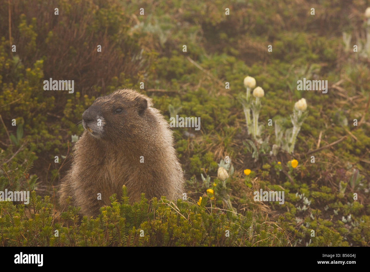 Hoary marmot Marmota caligata amongst mountain flowers in the mist at ...