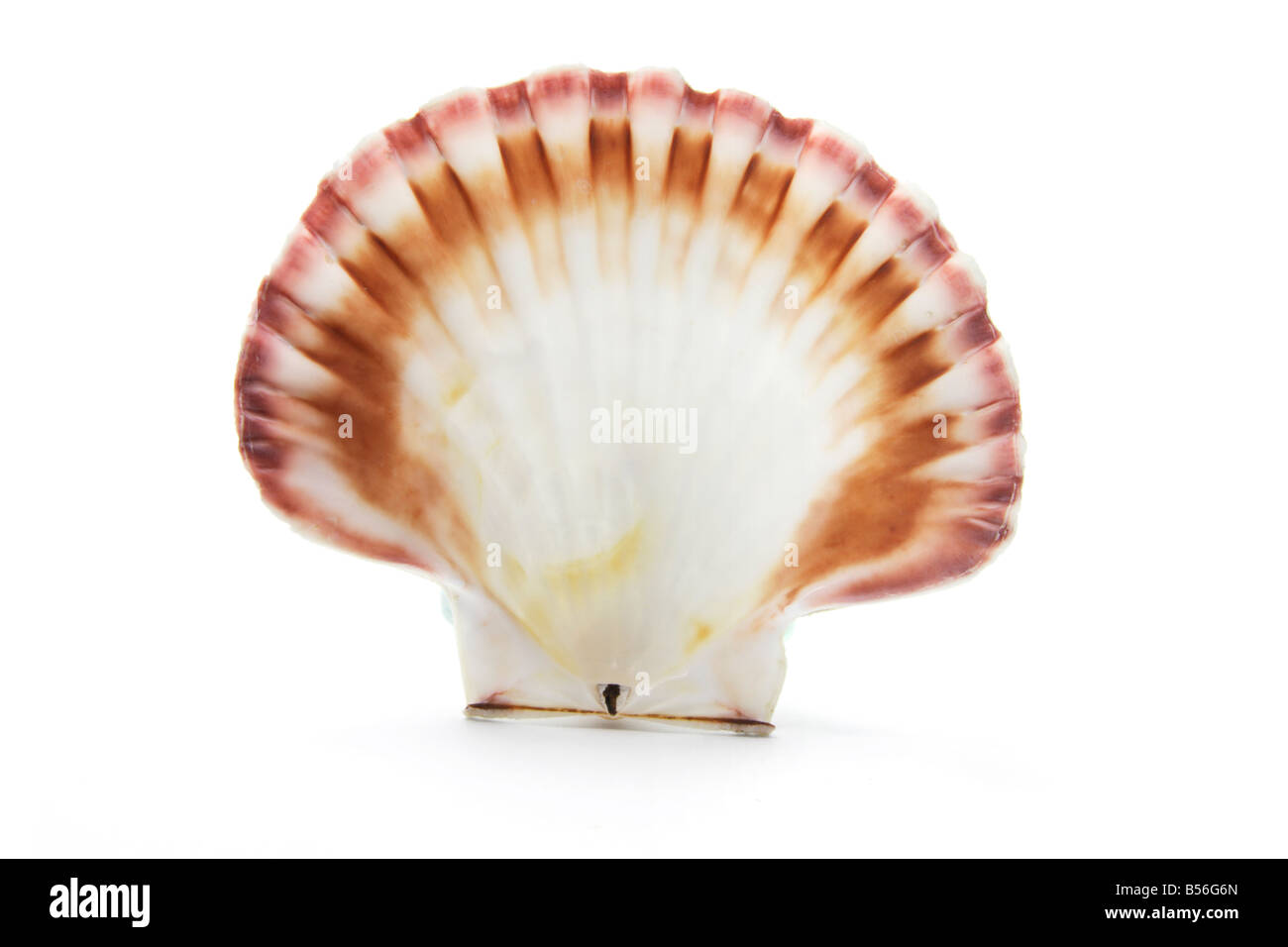 Scallop shell cut out hi-res stock photography and images - Alamy