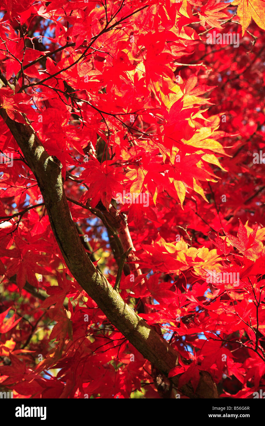 Tree trunk and red leaves hi-res stock photography and images - Alamy