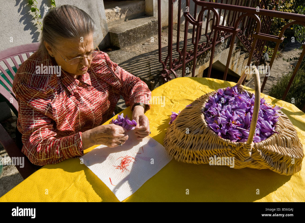 Saffron stamens being picked by hand from Crocus sativus flowers - sud ...