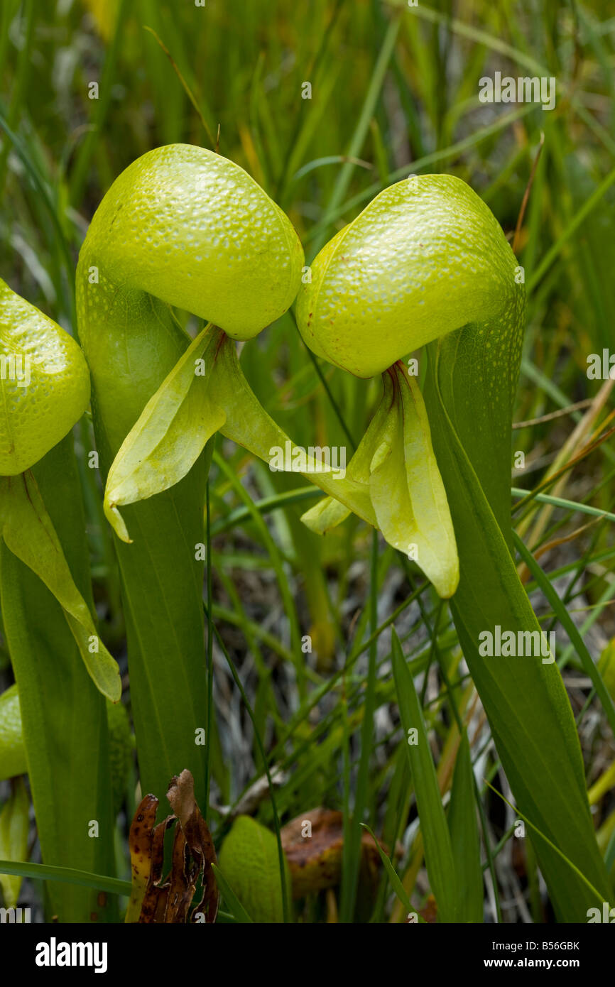 Cobra lily hi-res stock photography and images - Alamy