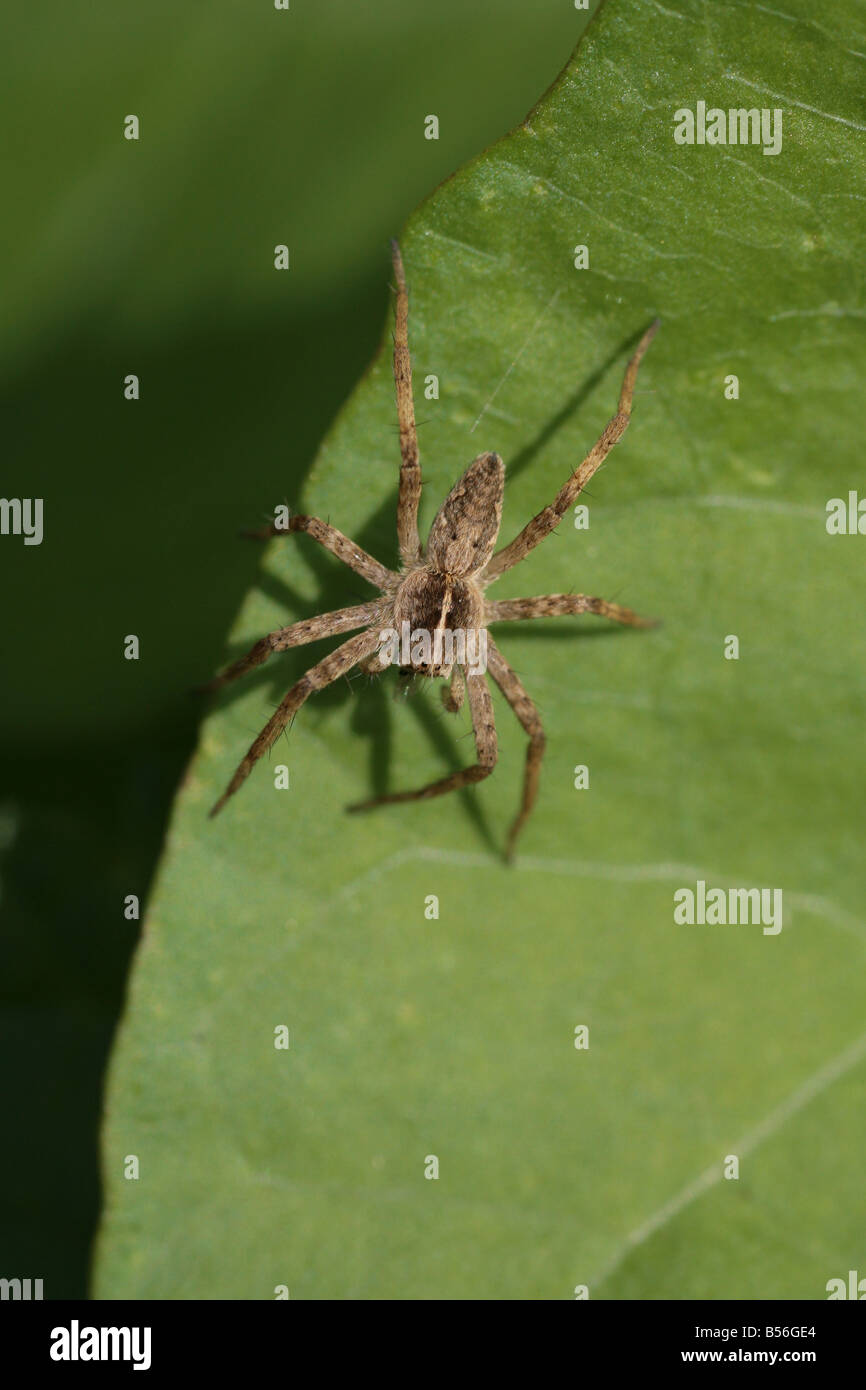 Spider Pisaura mirabilis Stock Photo - Alamy