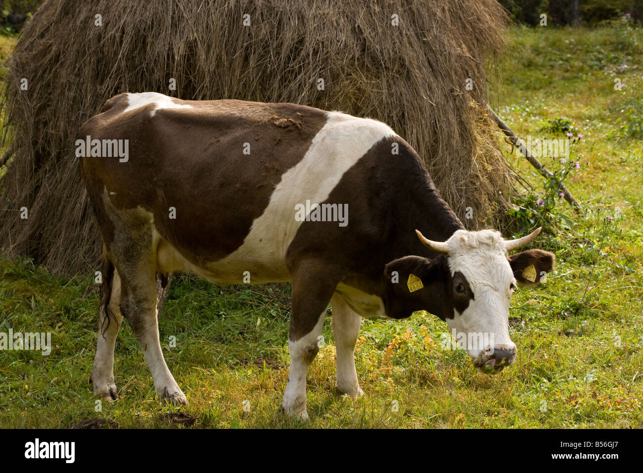 Cow with hay stooks in the Galda valley in autumn Apuseni Mountains ...