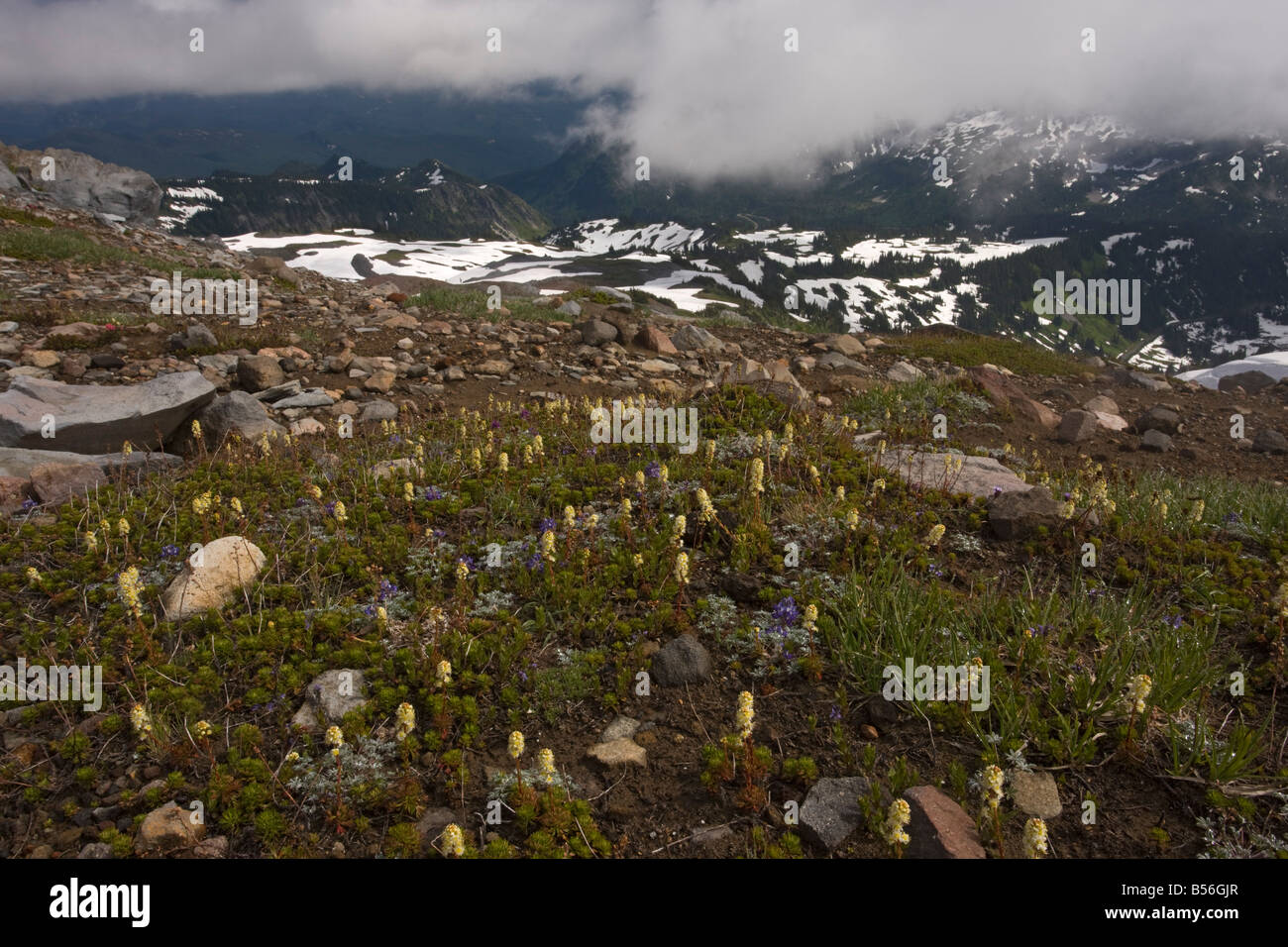 Partridge foot Luetkea pectinata and dwarf lupine Lupinus lepidus in ...
