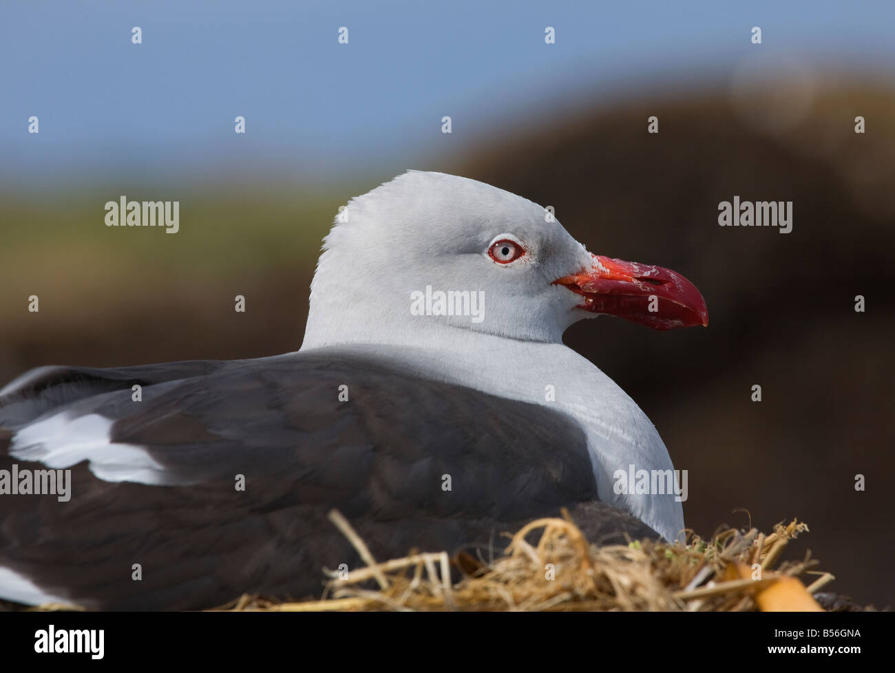 Falklands gull hi-res stock photography and images - Alamy