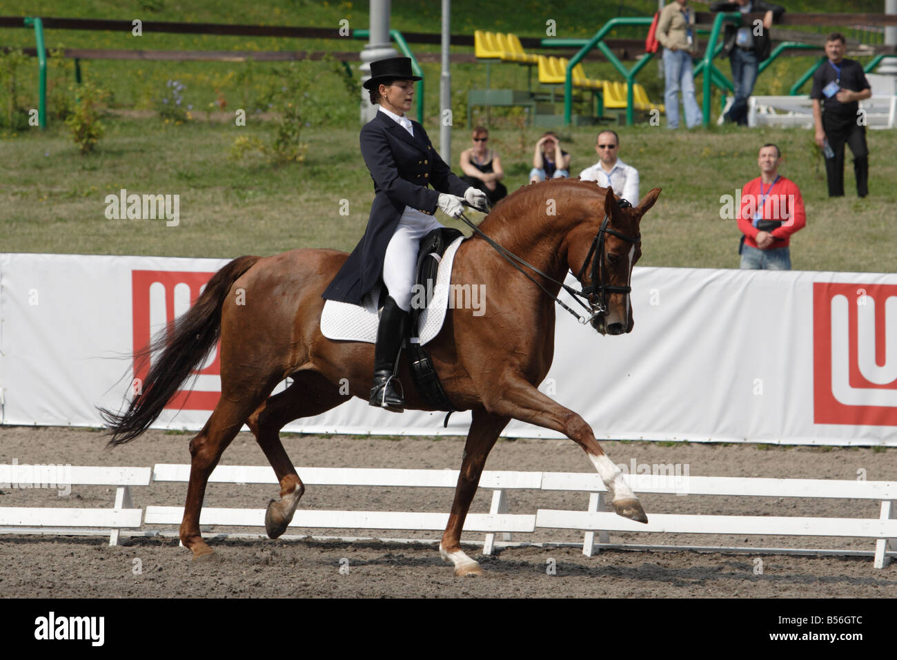 Horse with rider performing the Spanish walk Stock Photo - Alamy