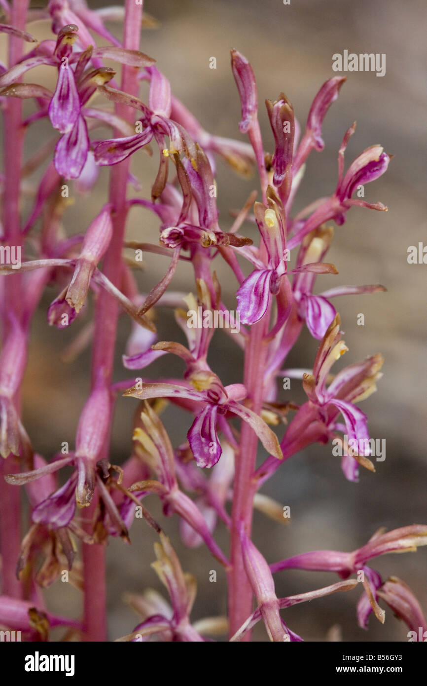 Saprophytic plant hi-res stock photography and images - Alamy