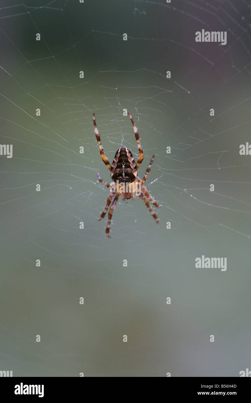 Garden spider resting in its web Stock Photo - Alamy
