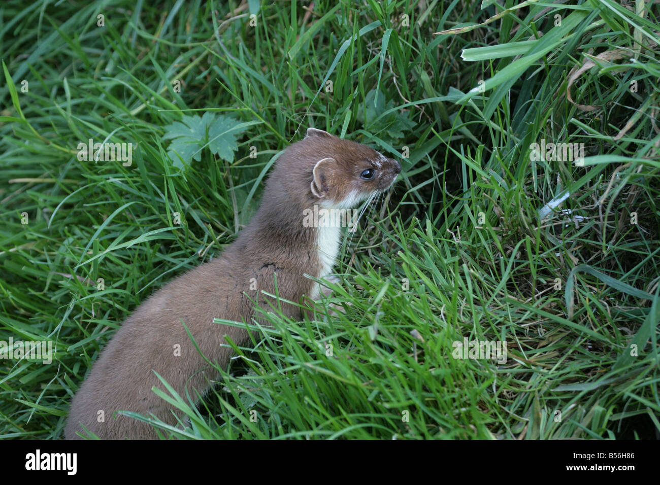 Stoat Mustela erminea Stock Photo - Alamy