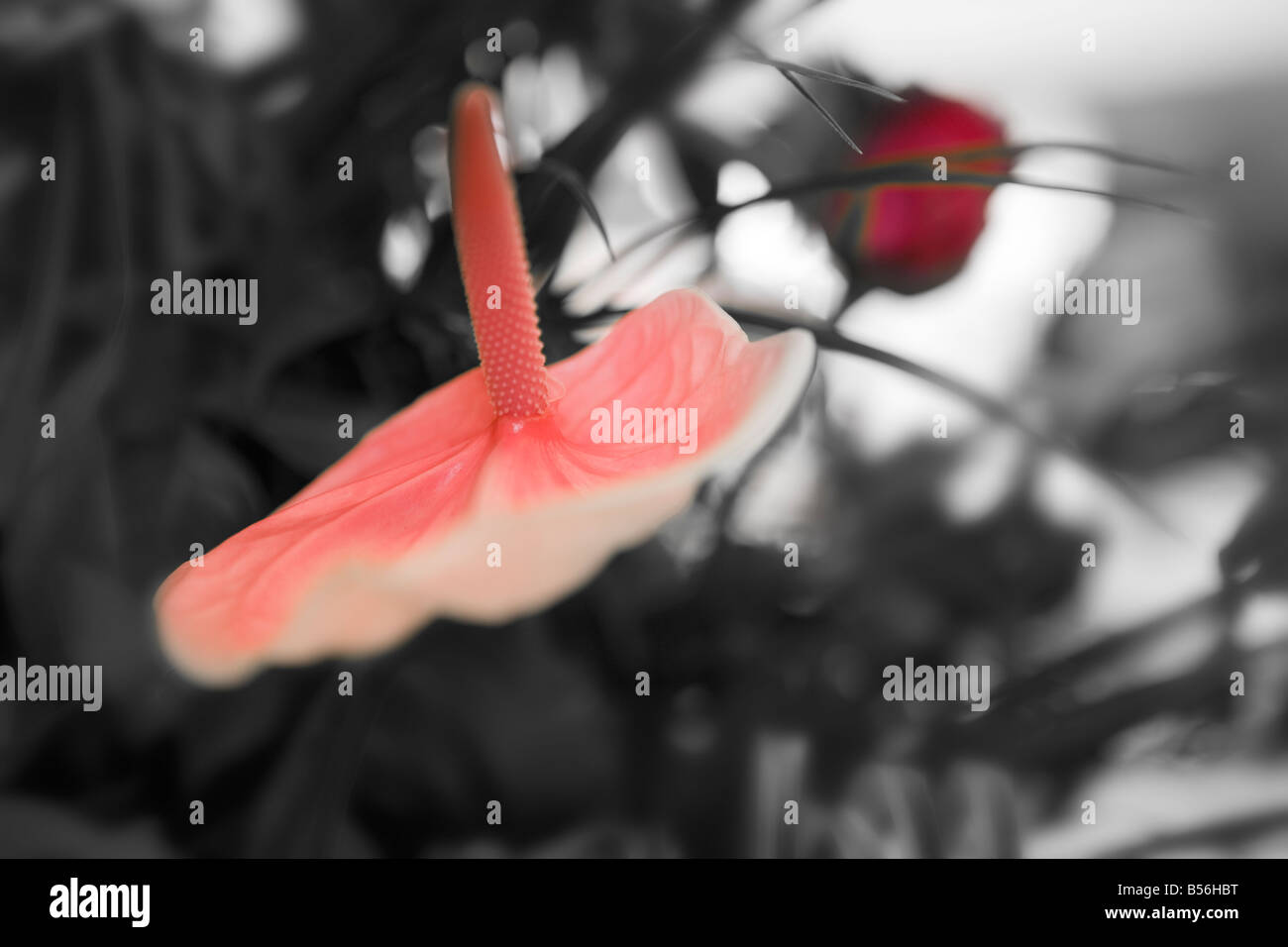Unique flower heads hi-res stock photography and images - Alamy