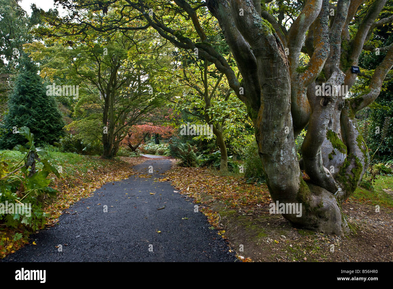 Batsford arboretum autumn Stock Photo - Alamy
