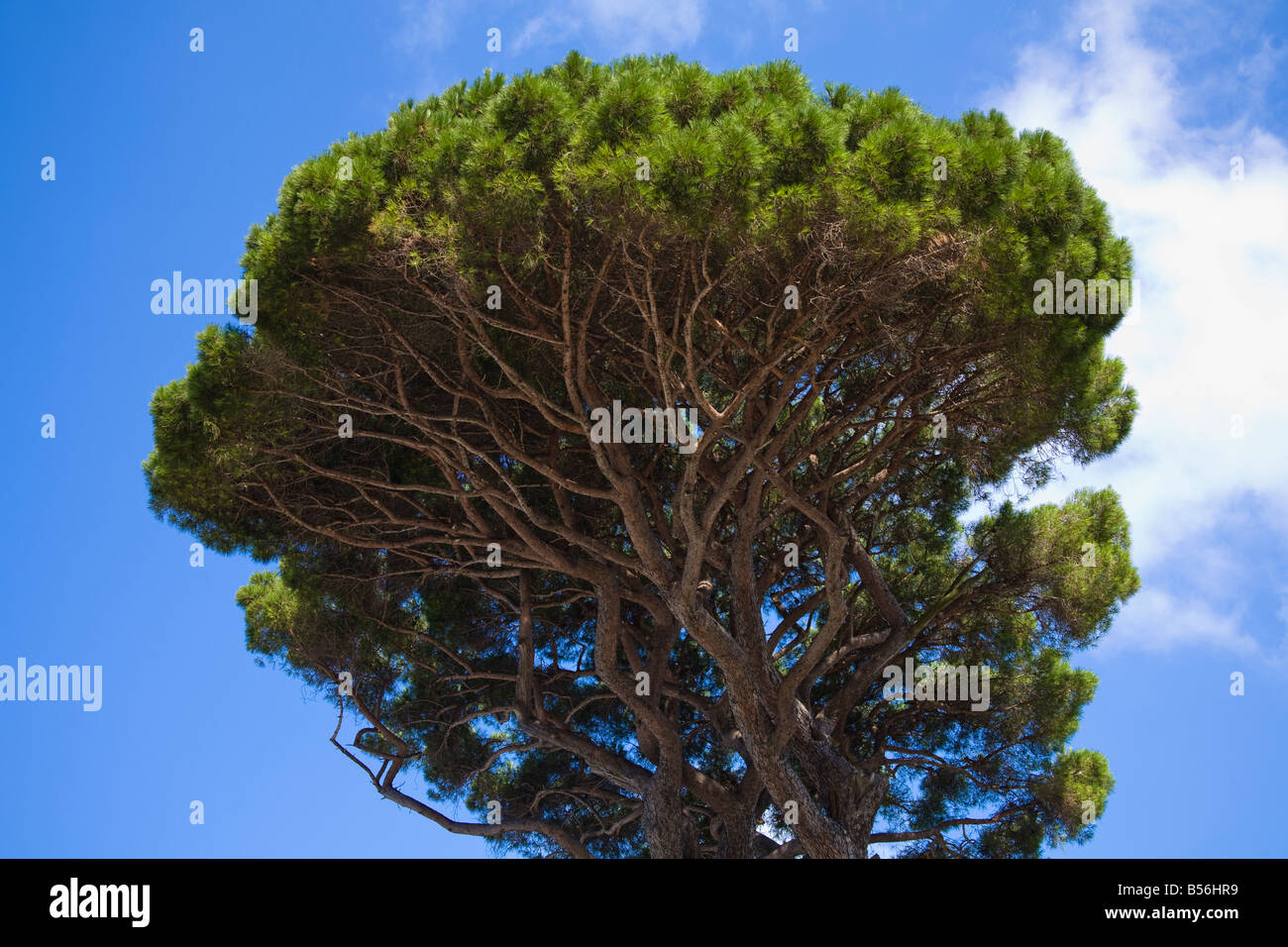 Maritime Pine tree, also known as Umbrella Tree, Capri, Italy Stock ...
