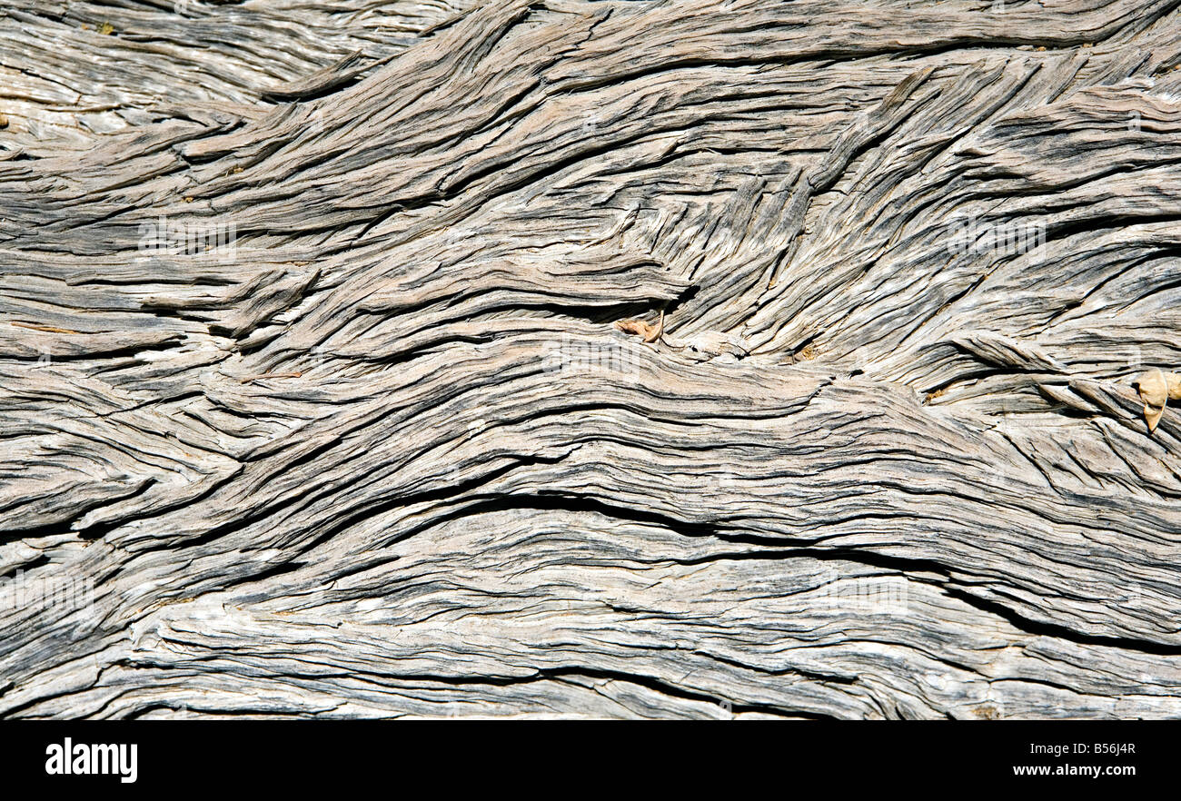 Tree with grooves in bark hi-res stock photography and images - Alamy