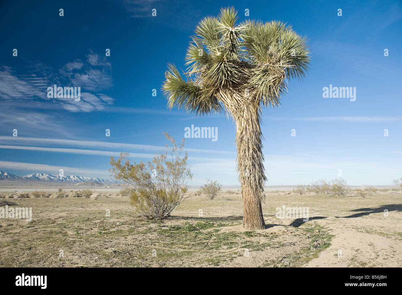 Tree on the Californian salt flats Stock Photo - Alamy