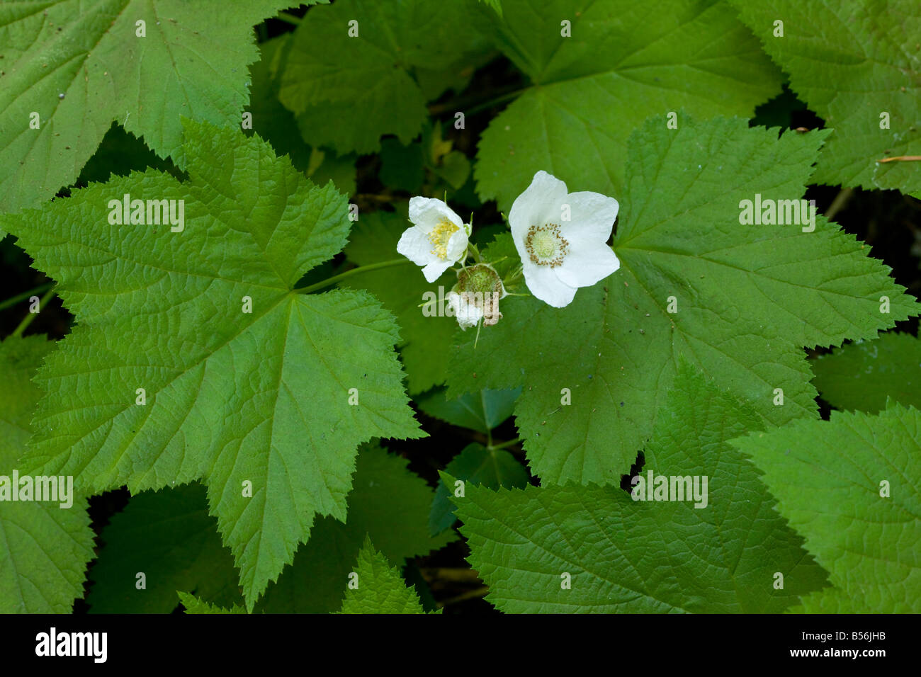 Thimbleberry in flower Rubus parviflora Cascade Mts Oregon Stock Photo ...