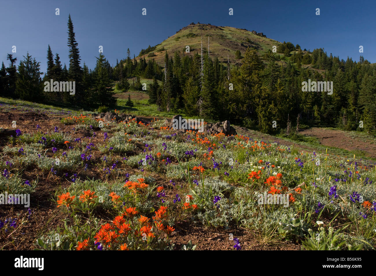 Harsh Indian Paintbrush Castilleja hispida and Menzies Larkspur ...