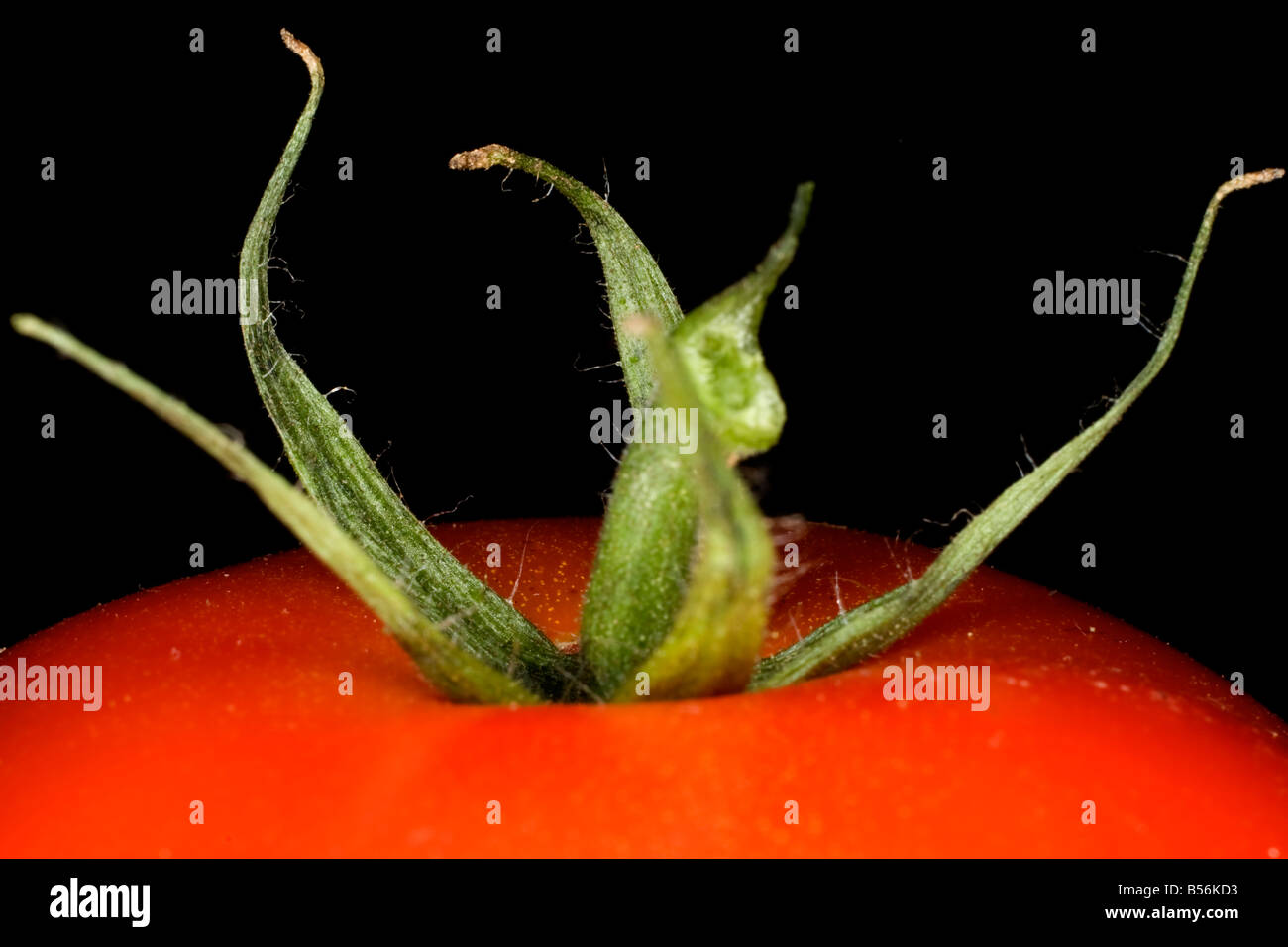 Vine tomato hi-res stock photography and images - Alamy