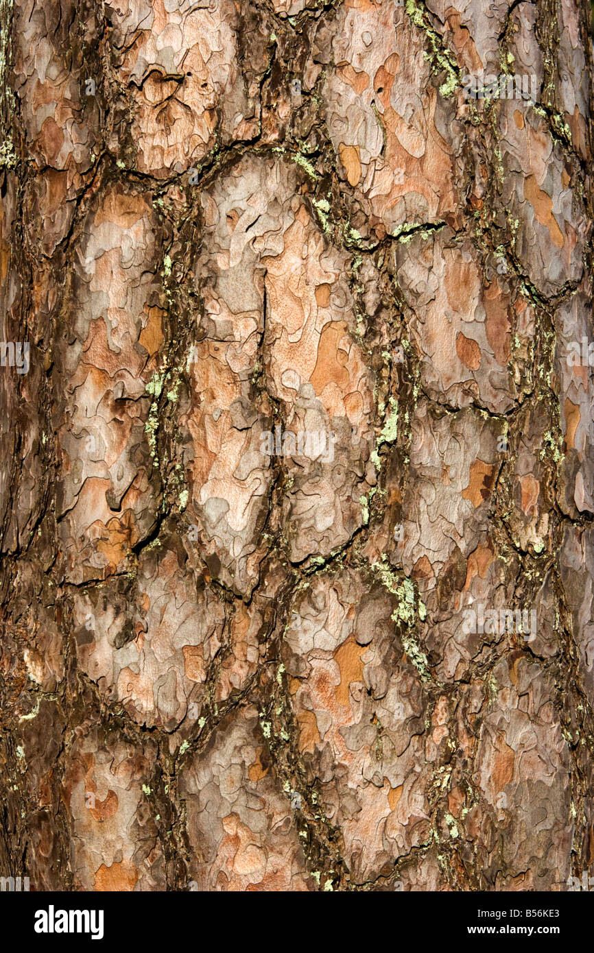 Trunk of tree hi-res stock photography and images - Alamy