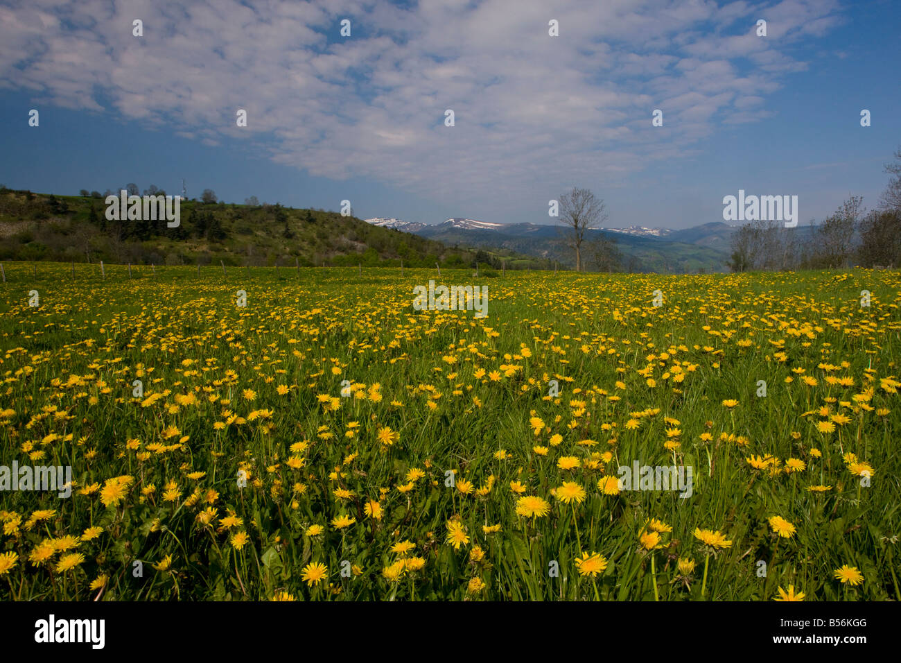 Dandelion field hi-res stock photography and images - Alamy