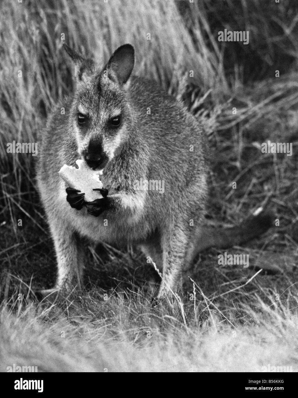 Marsupial eating Black and White Stock Photos & Images - Alamy