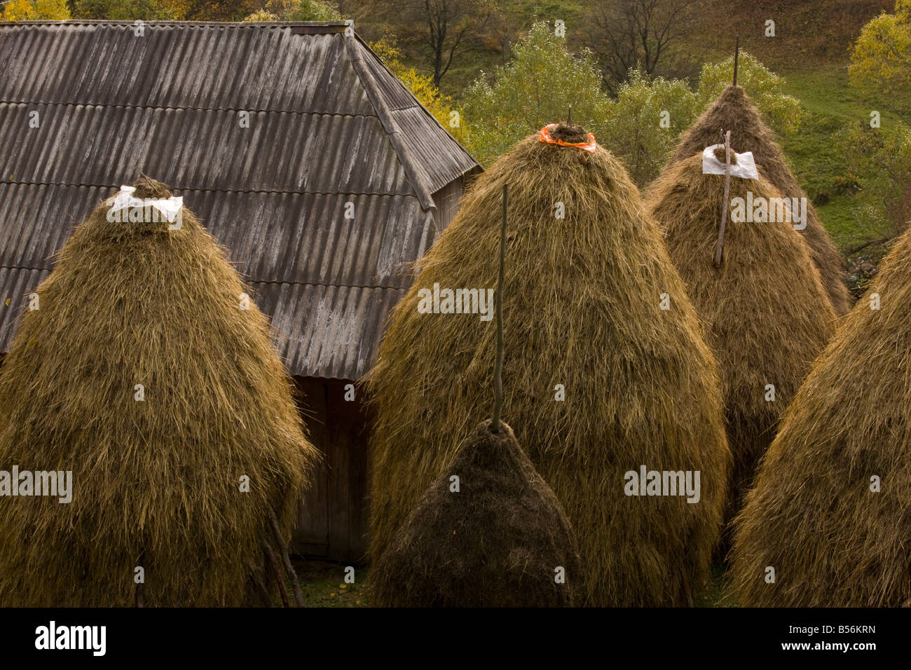 Hay stooks hi-res stock photography and images - Alamy