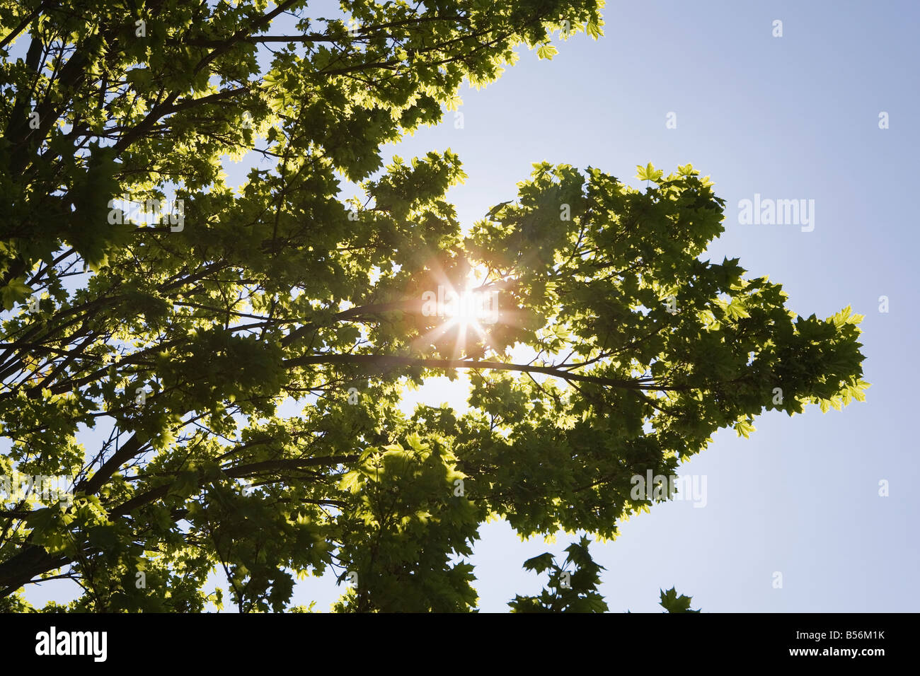 Through tree hi-res stock photography and images - Alamy