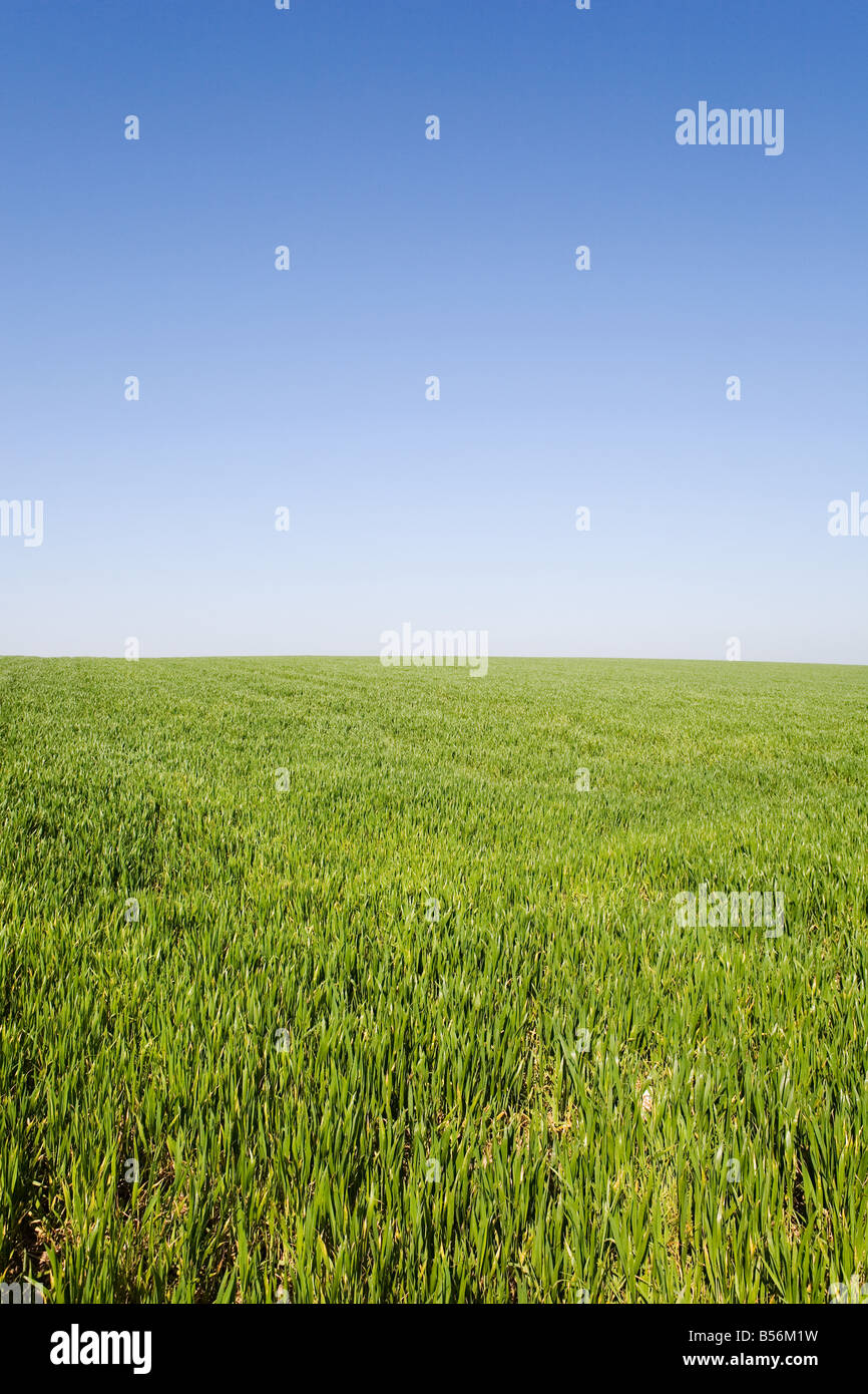 Field of grass Stock Photo - Alamy